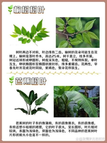 树叶图片大全_如何识别常见树叶-第3张图片-山城妙识
