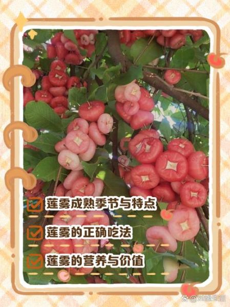 莲雾怎么吃图解法_莲雾怎么削皮图解-第3张图片-山城妙识