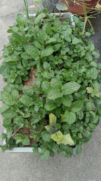 凉拌薄荷用不用焯水_焯水会不会破坏香味-第2张图片-山城妙识