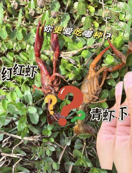 红虾和青虾的区别_哪个更好吃-第3张图片-山城妙识