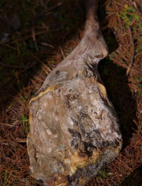 诺邓火腿多少钱一斤_诺邓火腿价格表-第1张图片-山城妙识