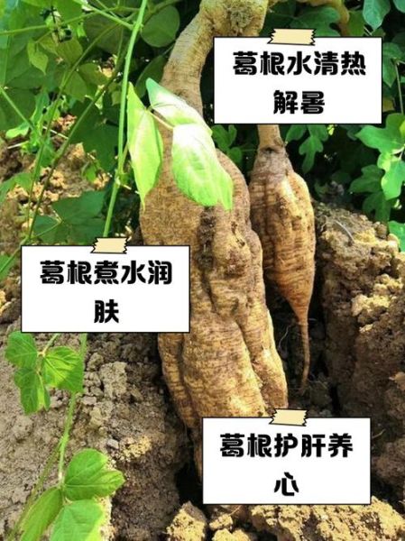 野生葛根的功效与作用_野生葛根怎么吃最好-第2张图片-山城妙识