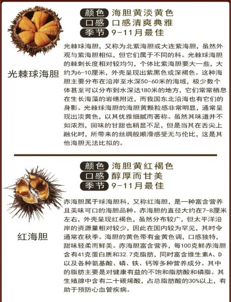 海胆的营养价值_海胆的危害有哪些-第1张图片-山城妙识