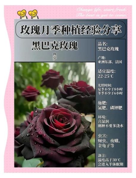 玫瑰花怎么种_玫瑰花种植技巧-第1张图片-山城妙识