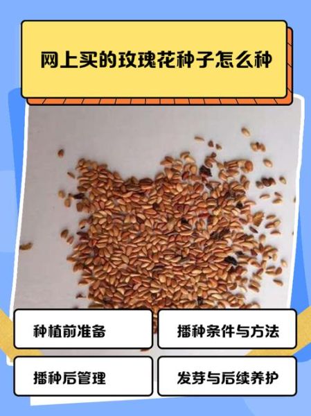 玫瑰花怎么种_玫瑰花种植技巧-第2张图片-山城妙识