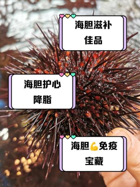 海胆的营养价值_海胆的危害有哪些-第2张图片-山城妙识