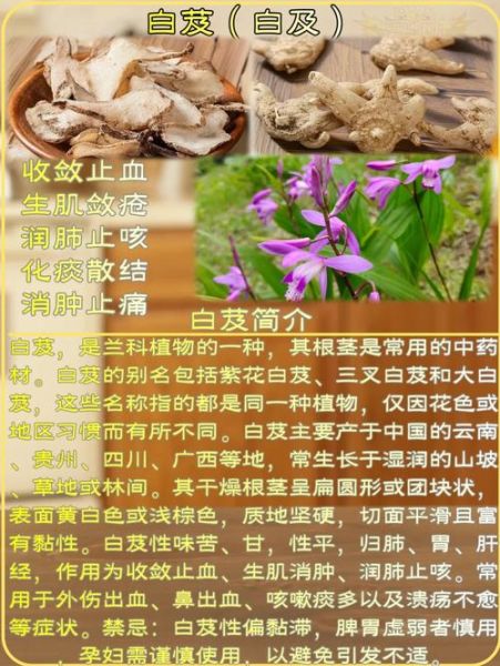 白及的功效与作用_白及的副作用有哪些-第1张图片-山城妙识