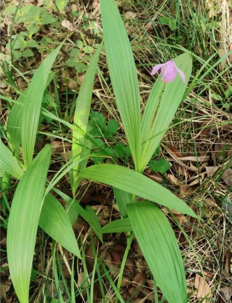 白及的功效与作用_白及的副作用有哪些-第3张图片-山城妙识