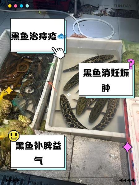 黑鱼的功效与作用禁忌_什么人不能吃黑鱼-第2张图片-山城妙识