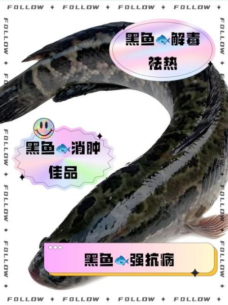 黑鱼的功效与作用禁忌_什么人不能吃黑鱼-第3张图片-山城妙识