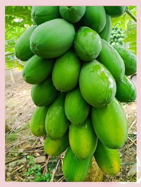 青木瓜怎么吃最好_青木瓜生吃还是熟吃-第1张图片-山城妙识