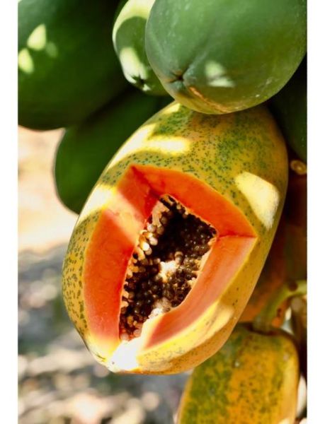 青木瓜怎么吃最好_青木瓜生吃还是熟吃-第2张图片-山城妙识