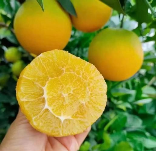 怀孕期间吃什么水果好_孕妇水果推荐-第3张图片-山城妙识