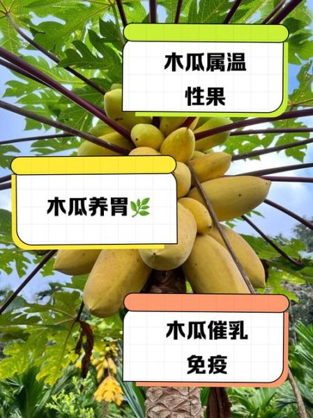 木瓜是凉性还是热性_木瓜寒凉吗-第1张图片-山城妙识