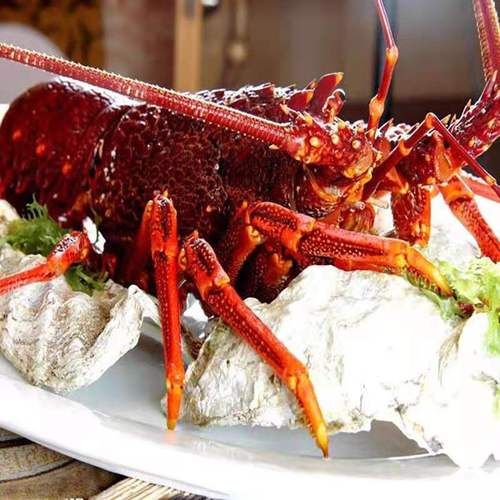 澳洲大龙虾一只几斤_澳洲龙虾重量怎么选-第1张图片-山城妙识