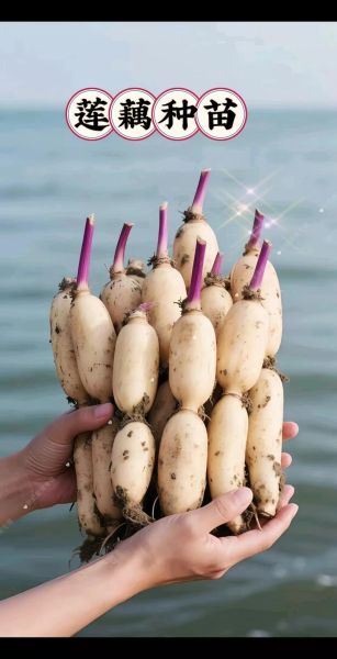 莲藕种植一亩投资多少钱_莲藕种植一亩利润多少-第1张图片-山城妙识