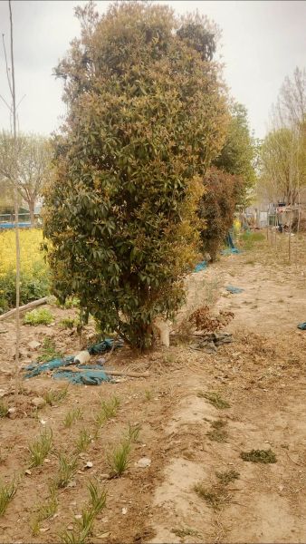 桂花树价格多少钱一棵_桂花树价格影响因素-第2张图片-山城妙识