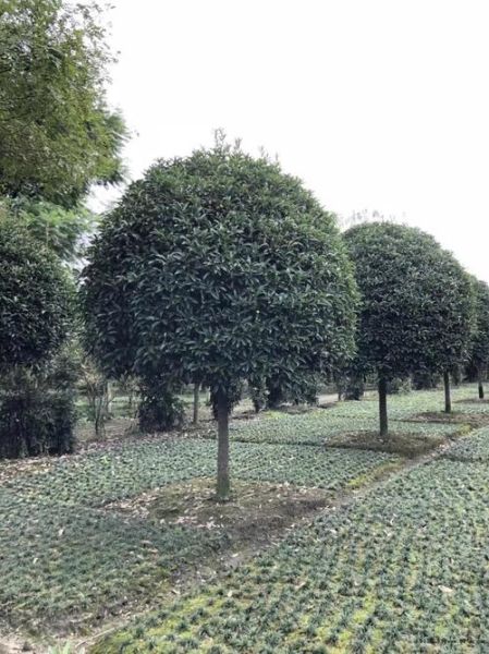 桂花树价格多少钱一棵_桂花树价格影响因素-第1张图片-山城妙识