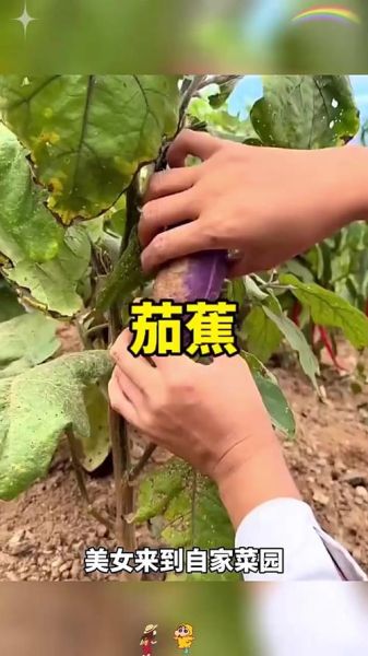 茄子香蕉番茄草莓污_吃了会中毒吗-第2张图片-山城妙识