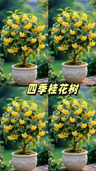 桂花树价格多少钱一棵_桂花树价格影响因素-第3张图片-山城妙识