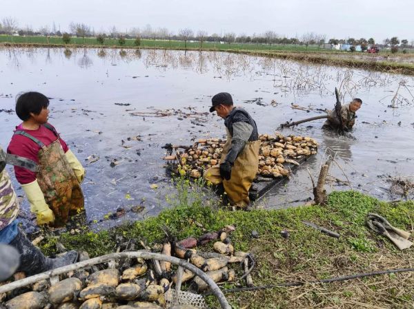 莲藕种植一亩投资多少钱_莲藕种植一亩利润多少-第2张图片-山城妙识
