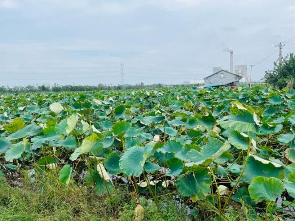 莲藕种植一亩投资多少钱_莲藕种植一亩利润多少-第3张图片-山城妙识