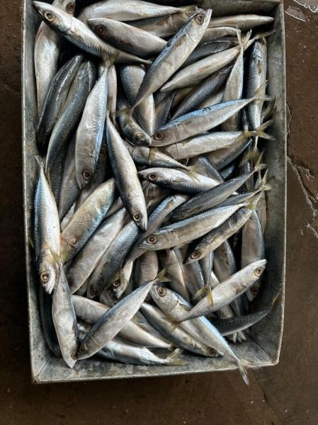 40斤大青鱼多少钱一斤_大青鱼批发价格-第1张图片-山城妙识