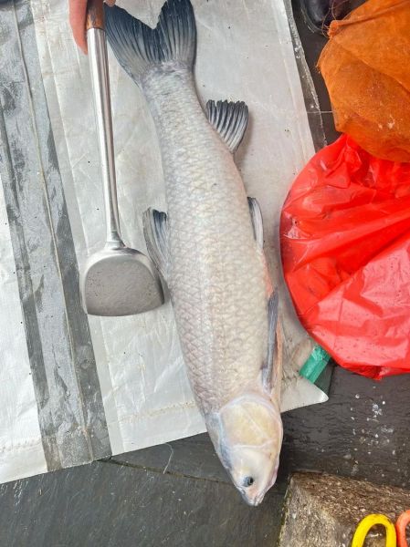 40斤大青鱼多少钱一斤_大青鱼批发价格-第3张图片-山城妙识