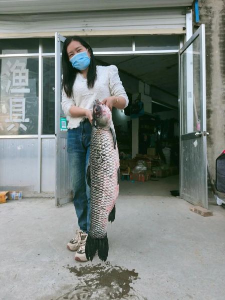 40斤大青鱼多少钱一斤_大青鱼批发价格-第2张图片-山城妙识