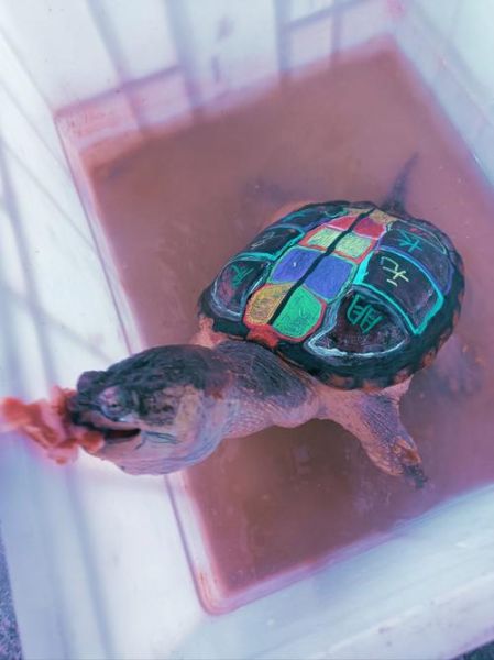 最有灵性的龟排名_哪些龟最通人性-第2张图片-山城妙识 最有灵性的龟排名_哪些龟最通人性-第2张图片-山城妙识