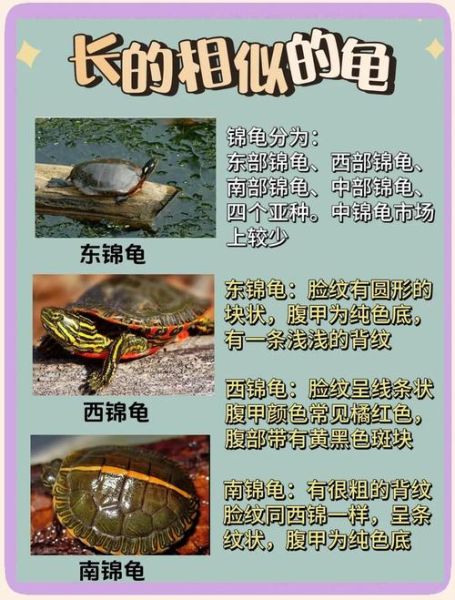 最有灵性的龟排名_哪些龟最通人性-第1张图片-山城妙识 最有灵性的龟排名_哪些龟最通人性-第1张图片-山城妙识