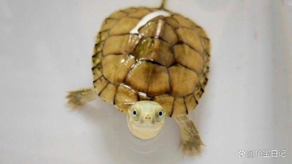 最有灵性的龟排名_哪些龟最通人性-第3张图片-山城妙识 最有灵性的龟排名_哪些龟最通人性-第3张图片-山城妙识