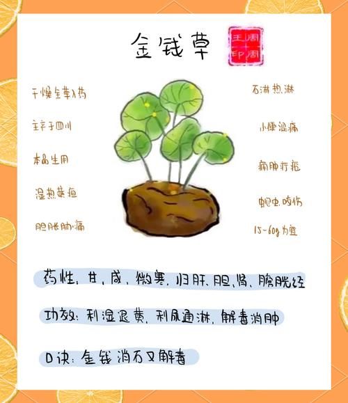 金钱草长什么样_金钱草的功效与作用-第1张图片-山城妙识