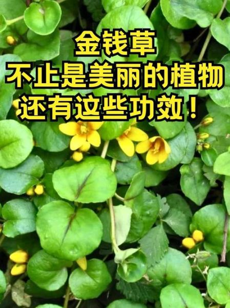 金钱草长什么样_金钱草的功效与作用-第3张图片-山城妙识