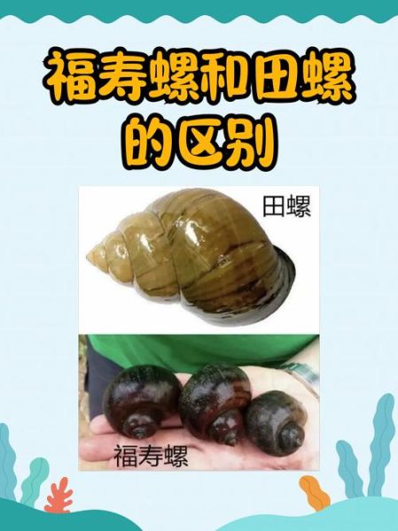 福寿螺和田螺怎么区分_福寿螺和田螺最快区别-第1张图片-山城妙识