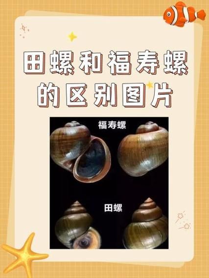 福寿螺和田螺怎么区分_福寿螺和田螺最快区别-第2张图片-山城妙识