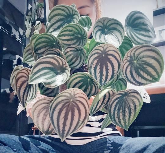 西瓜皮椒草怎么养_西瓜皮椒草黄叶怎么办-第1张图片-山城妙识 西瓜皮椒草怎么养_西瓜皮椒草黄叶怎么办-第1张图片-山城妙识