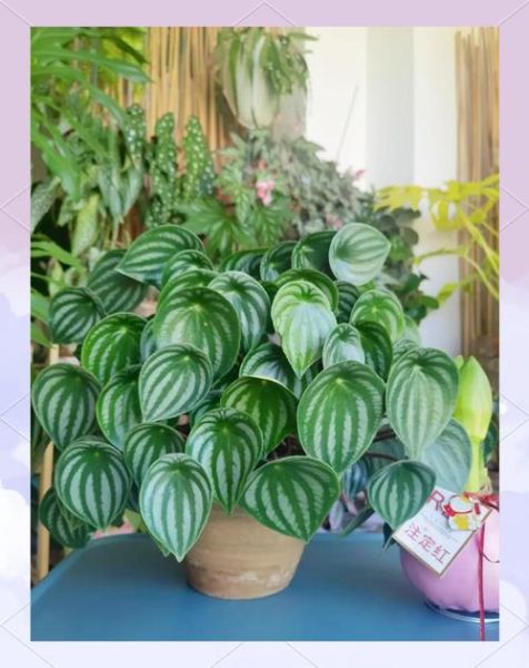 西瓜皮椒草怎么养_西瓜皮椒草黄叶怎么办-第2张图片-山城妙识 西瓜皮椒草怎么养_西瓜皮椒草黄叶怎么办-第2张图片-山城妙识