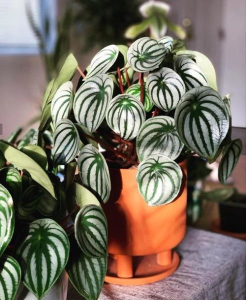 西瓜皮椒草怎么养_西瓜皮椒草黄叶怎么办-第3张图片-山城妙识 西瓜皮椒草怎么养_西瓜皮椒草黄叶怎么办-第3张图片-山城妙识