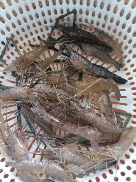 河虾多少钱一斤_河虾图片怎么分辨野生与养殖-第1张图片-山城妙识