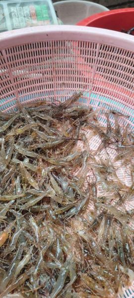 河虾多少钱一斤_河虾图片怎么分辨野生与养殖-第2张图片-山城妙识