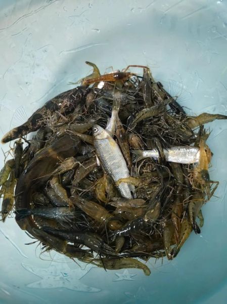 河虾多少钱一斤_河虾图片怎么分辨野生与养殖-第3张图片-山城妙识