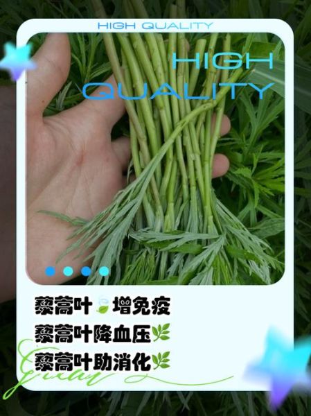 藜蒿叶子的功效与禁忌_藜蒿叶子什么人不能吃-第1张图片-山城妙识