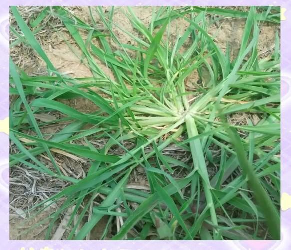 牛筋草长什么样_牛筋草的功效与作用-第2张图片-山城妙识