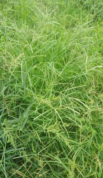 牛筋草长什么样_牛筋草的功效与作用-第3张图片-山城妙识