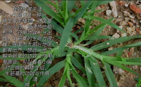 牛筋草长什么样_牛筋草的功效与作用-第1张图片-山城妙识