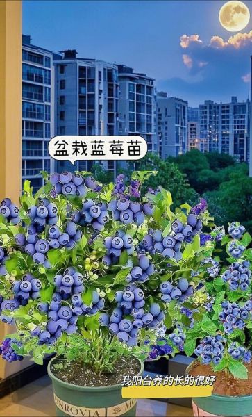 蓝莓盆栽怎么种_蓝莓种植方法盆栽-第3张图片-山城妙识
