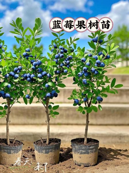 蓝莓盆栽怎么种_蓝莓种植方法盆栽-第1张图片-山城妙识