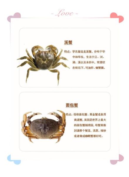 海边常见的螃蟹有哪些_怎么区分-第3张图片-山城妙识 海边常见的螃蟹有哪些_怎么区分-第3张图片-山城妙识