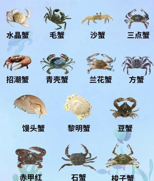 海边常见的螃蟹有哪些_怎么区分-第2张图片-山城妙识 海边常见的螃蟹有哪些_怎么区分-第2张图片-山城妙识
